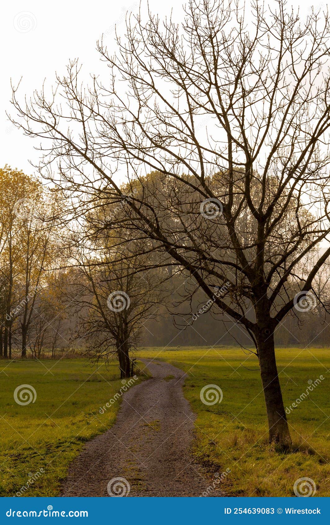 Vertical Shot of a Narrow Path in a Park Stock Image - Image of road ...