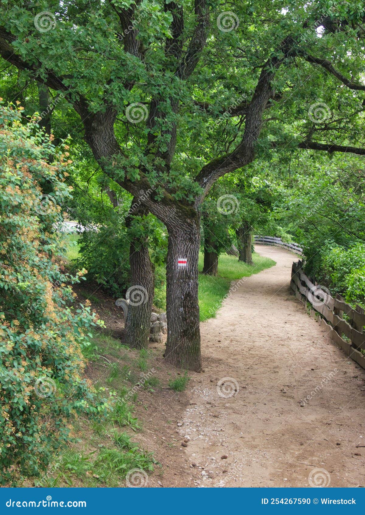 Vertical Shot of a Narrow Pathway through the Forest Stock Photo ...