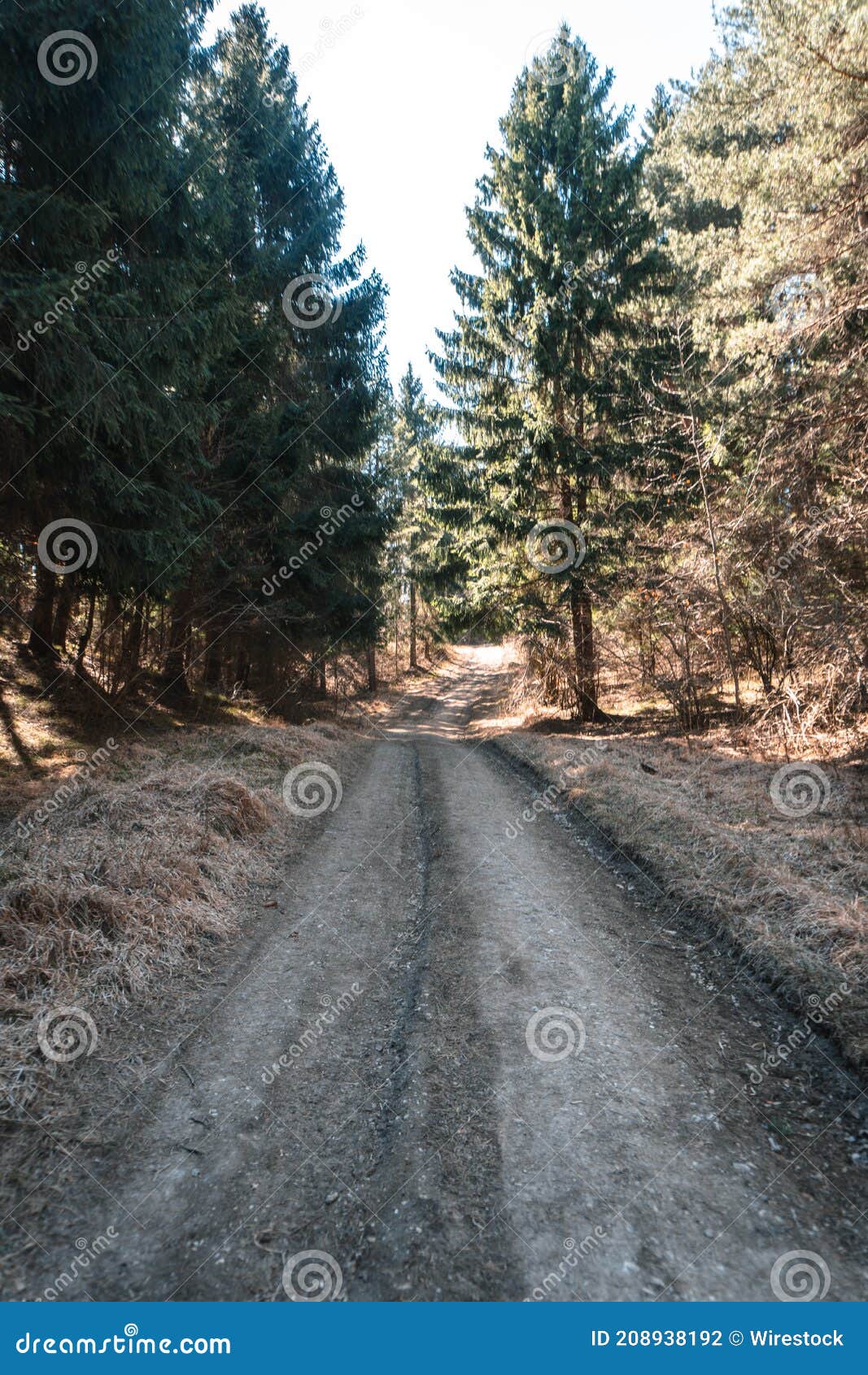 Vertical Shot of a Narrow Pathway Surrounded by Pine Trees Stock Photo ...