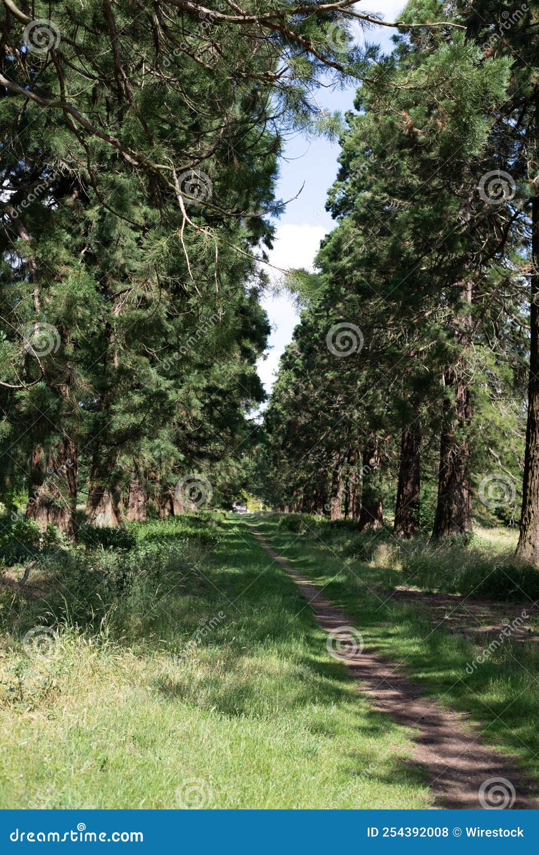 Vertical Shot of a Narrow Pathway with Trees Stock Photo - Image of ...