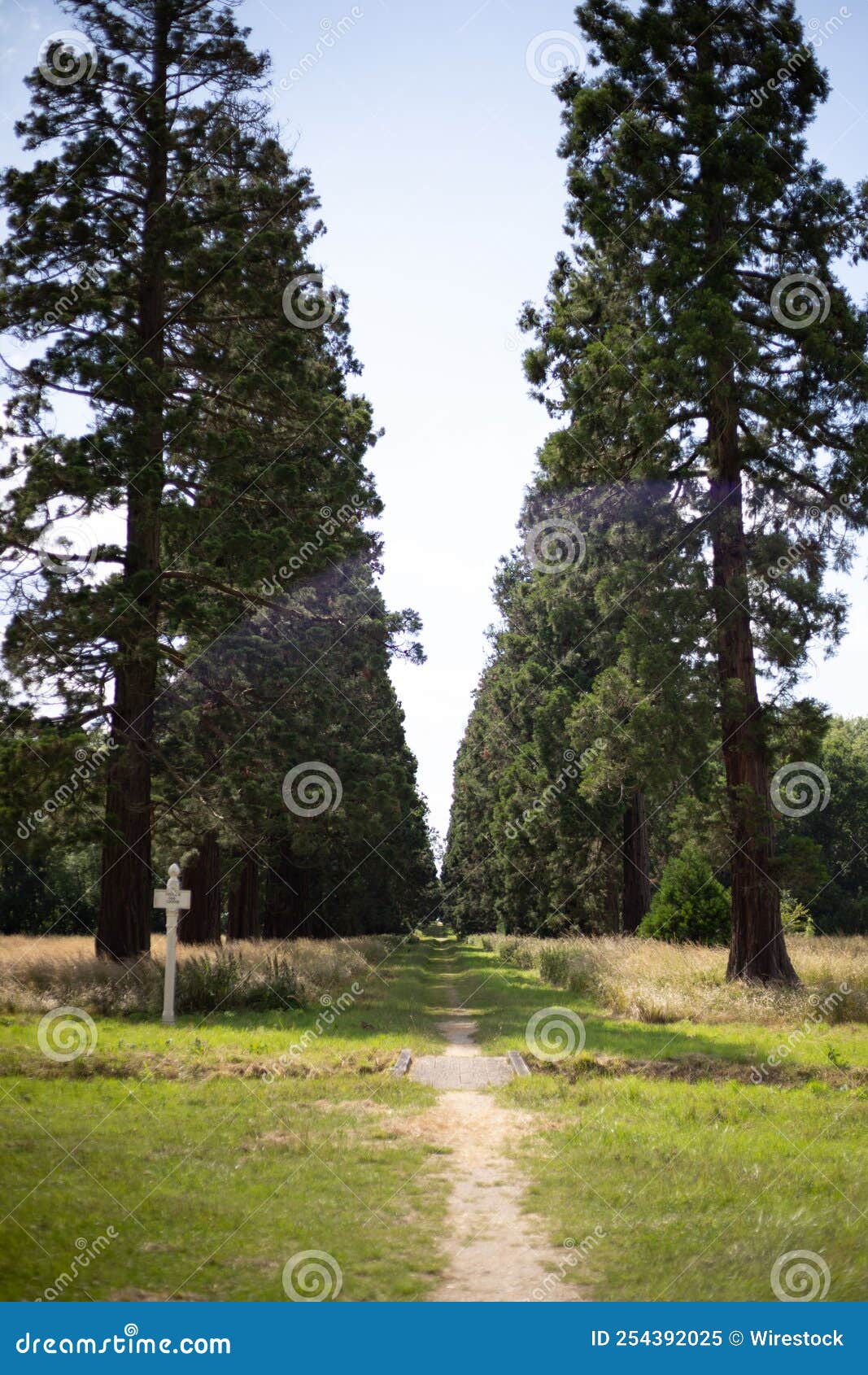 Shot of a Narrow Pathway with Trees Stock Image - Image of leaves ...