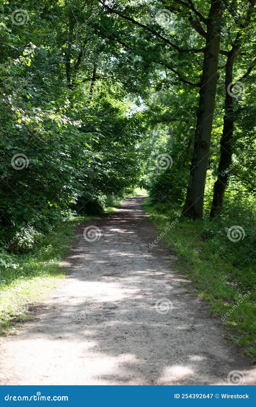Vertical Shot of a Narrow Pathway with Trees Stock Image - Image of ...