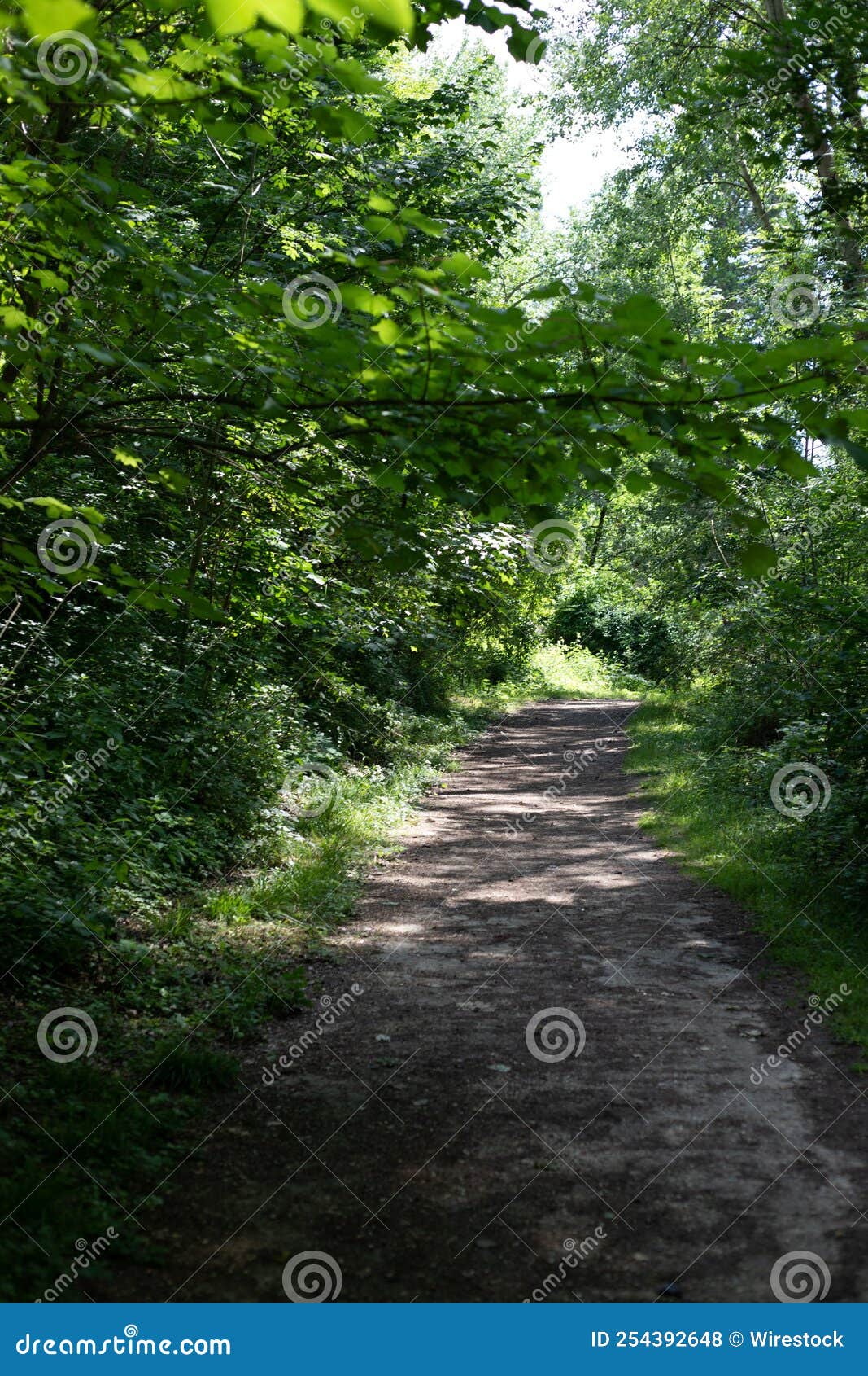 Vertical Shot of a Narrow Pathway with Trees Stock Photo - Image of ...