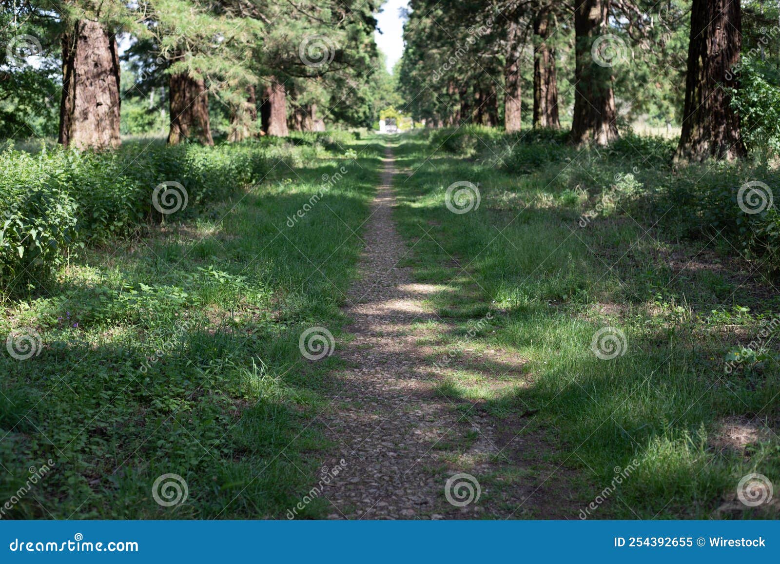 Vertical Shot of a Narrow Pathway with Trees Stock Image - Image of ...