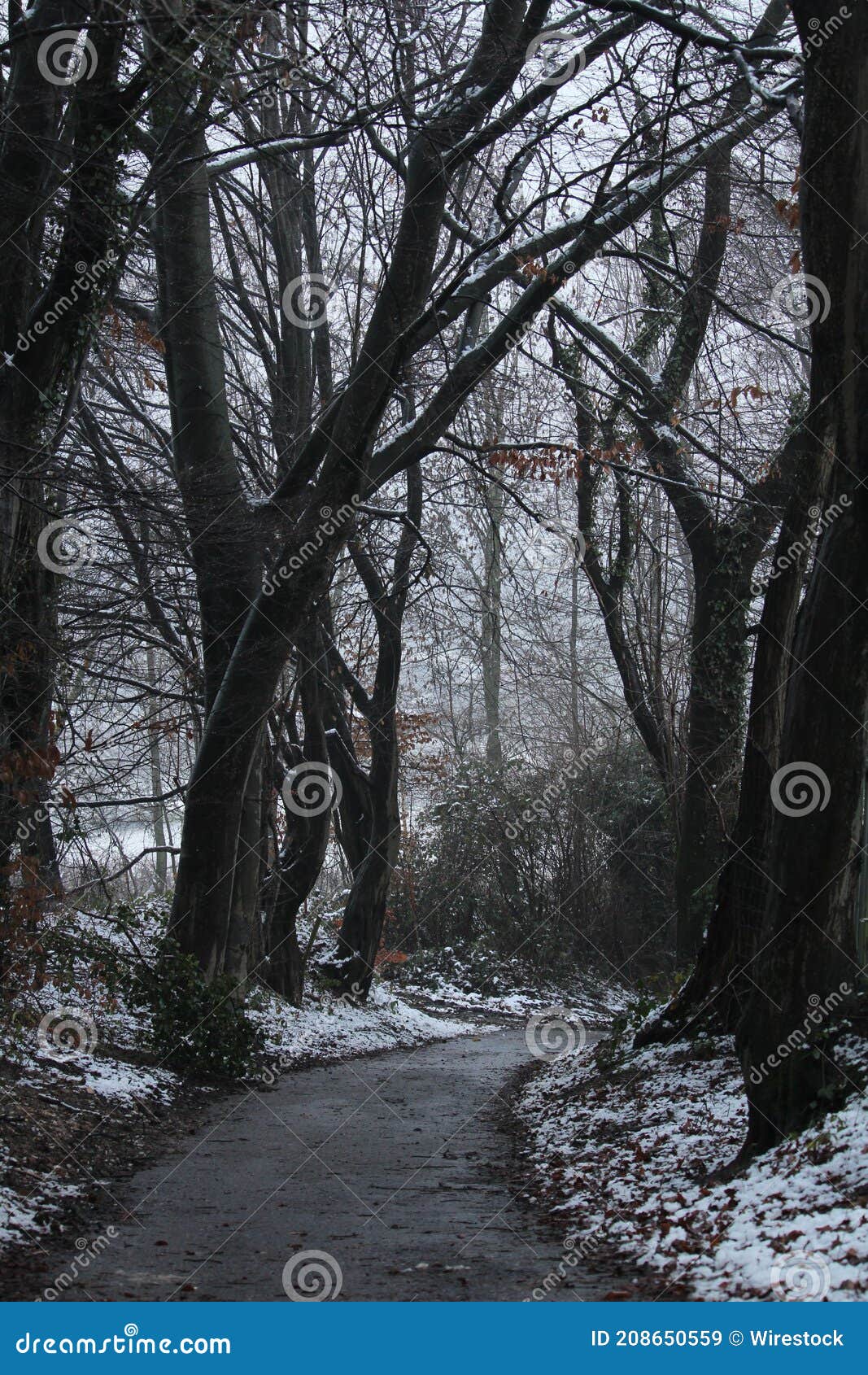 Vertical Shot of a Narrow Pathway in the Woods with Snow during Winter ...