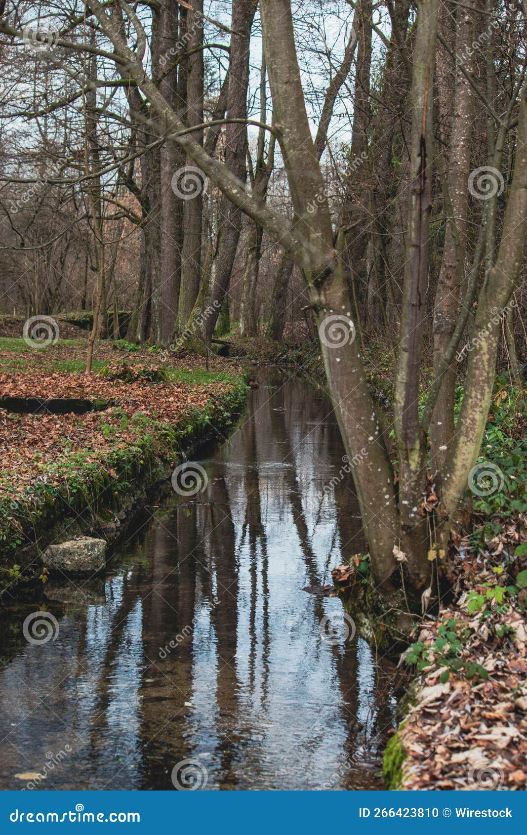 Vertical Shot of the Narrow River between the Deciduous Trees in ...