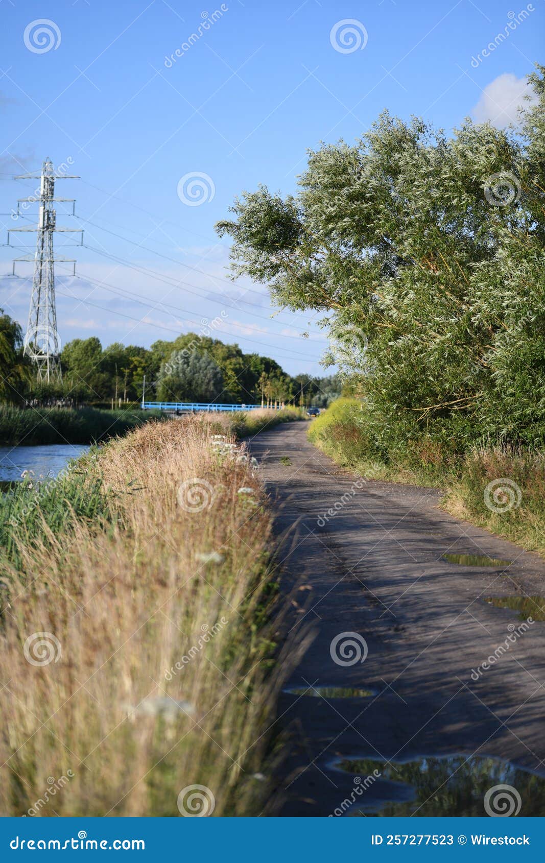 Vertical Shot of a Narrow Walking Path with Grass and Lush Trees on ...