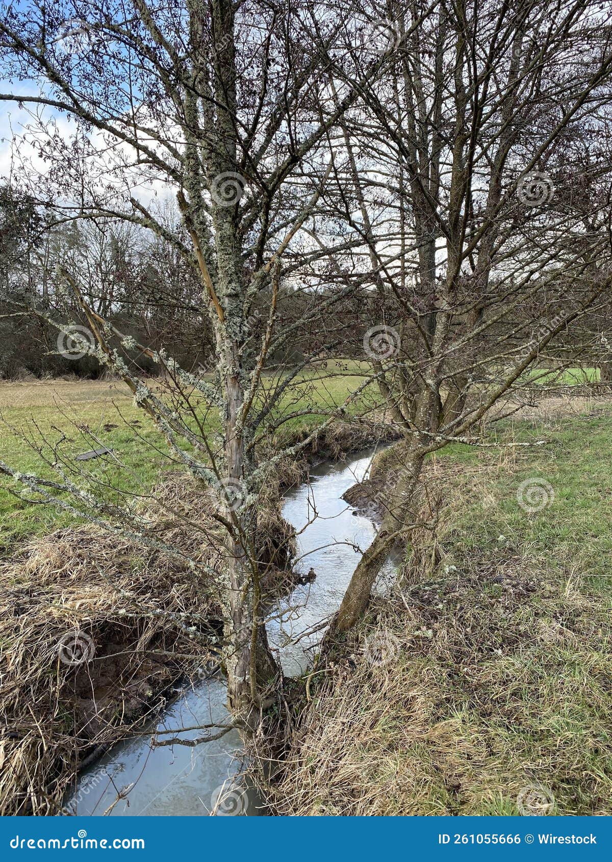 Vertical Shot of a Narrow Water Stream in a Field Surrounded by Trees ...