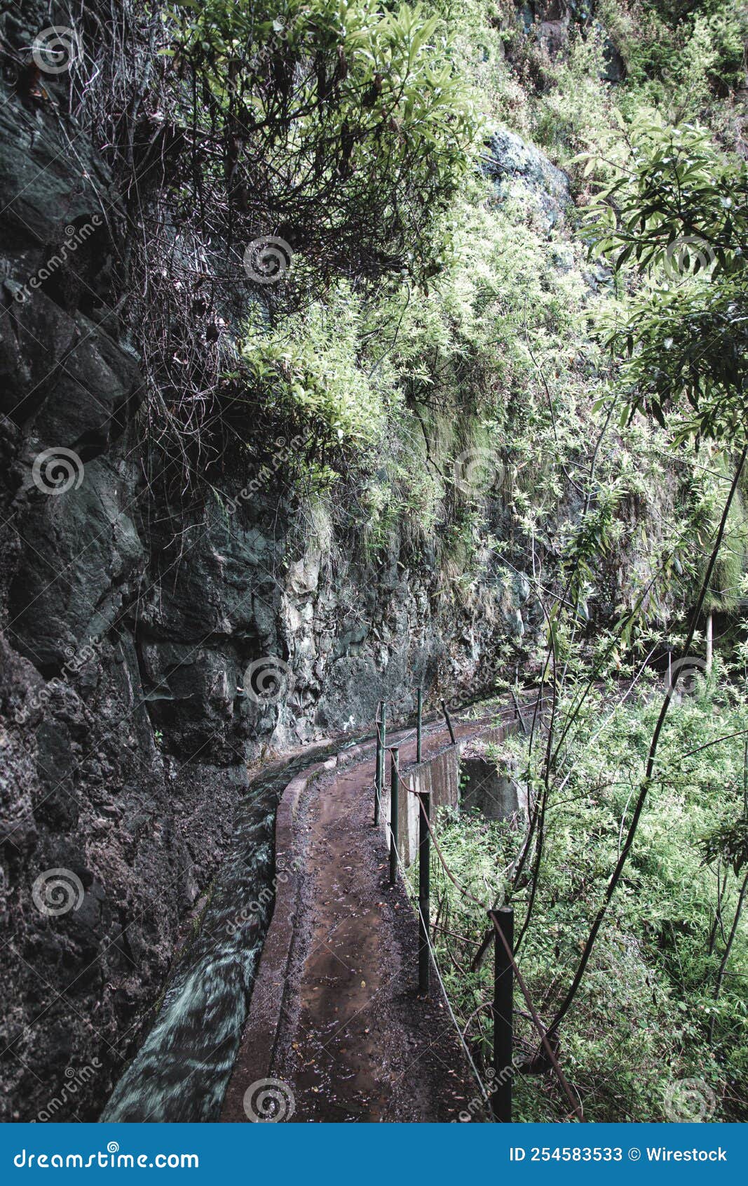 Vertical Shot of a Narrow Way between Mountains and a Forest Stock ...