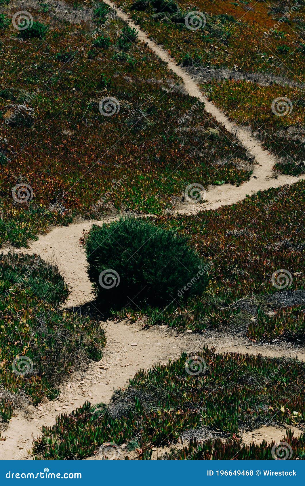 Vertical Shot Of A Naturally Worn Path Going Through A Rich Vegetation ...