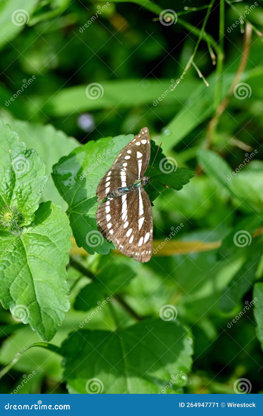 Vertical Shot of a Neptis Rivularis on a Green Plant Leaf Stock ...