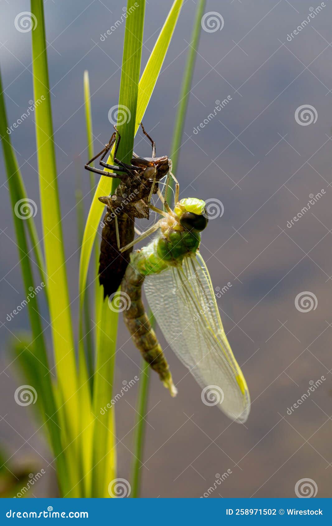Vertical Shot of a Newly Hatched Dragonfly with Larval Skin on a Grass ...