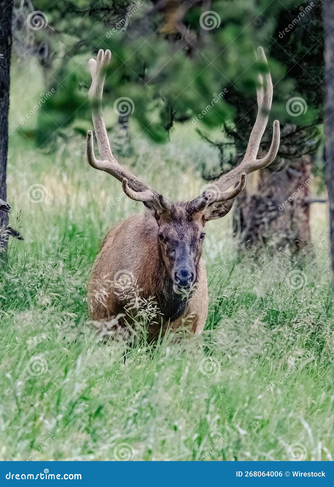 Vertical Shot of a Noble Deer with Big Horns in the Green Forest Stock ...