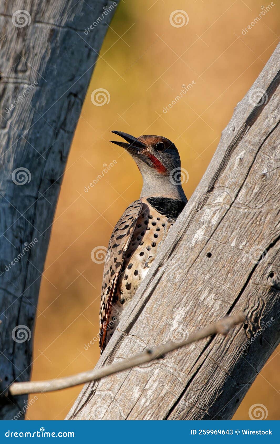 Vertical Shot of a Northern Flicker on the Branch of a Tree Stock Image ...