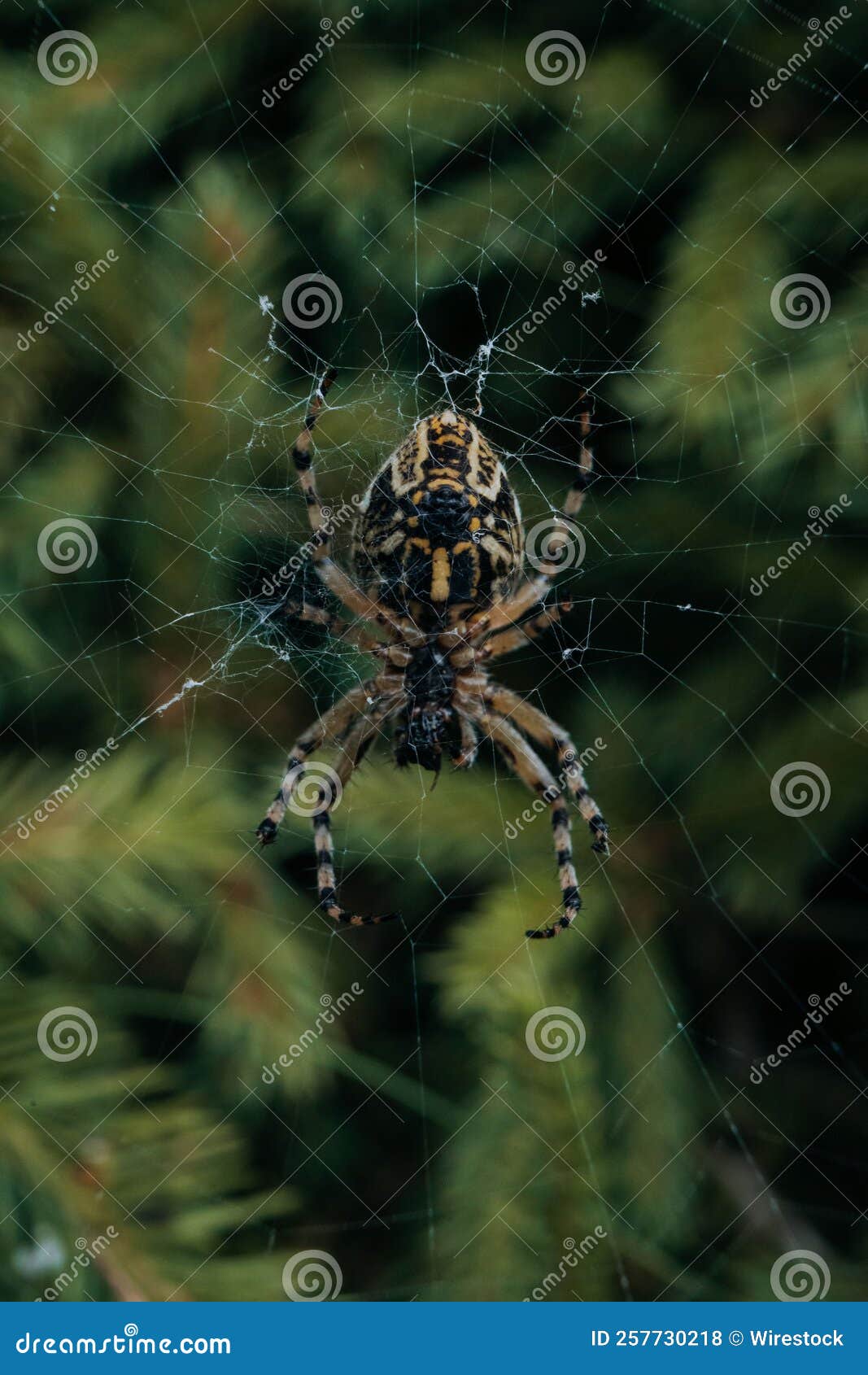 Vertical Shot of an Oak Spider on His Web in the Garden Stock Photo ...