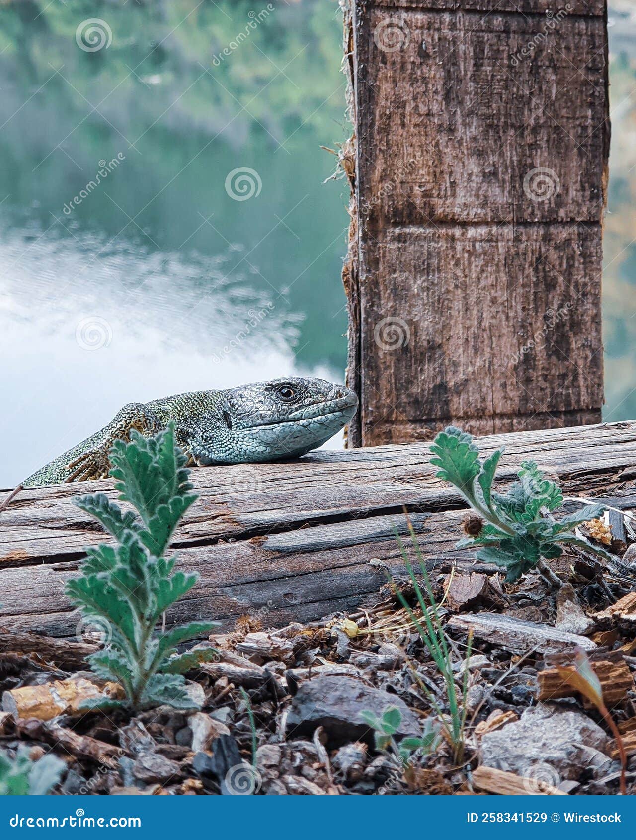 Vertical Shot of an Ocellated Lizard on a Tee Trunk Stock Image - Image ...