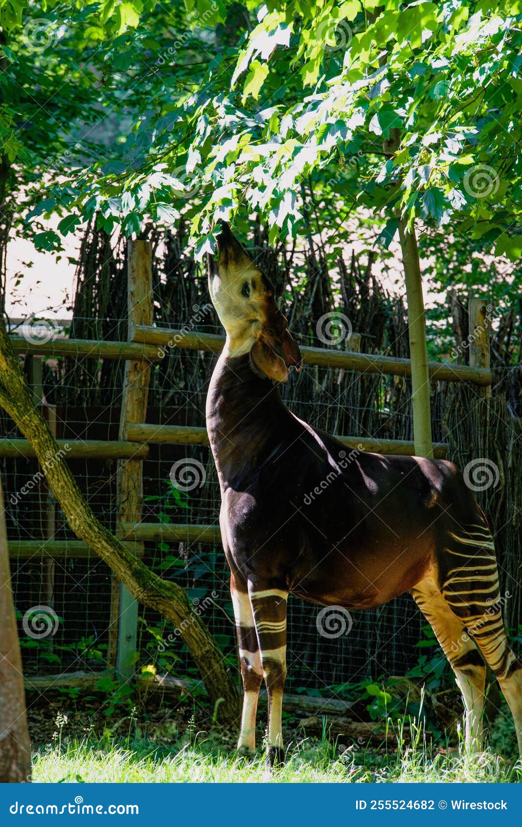 Vertical Shot of the Okapi Feeding on the Tree Leaves. Okapia Johnstoni ...