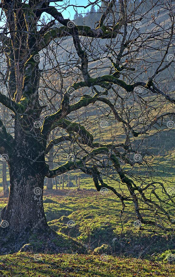 Vertical Shot of an Old Bare Tree with Long Branches on a Mountainside ...