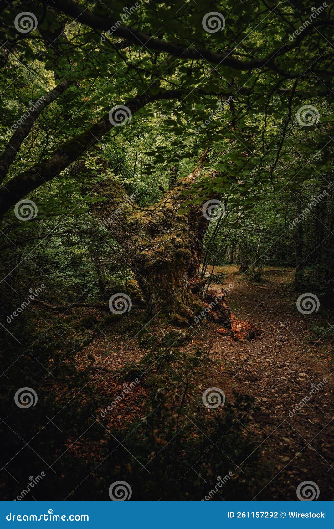 Vertical Shot of an Old Huge Tree Growing in a Forest Stock Photo ...