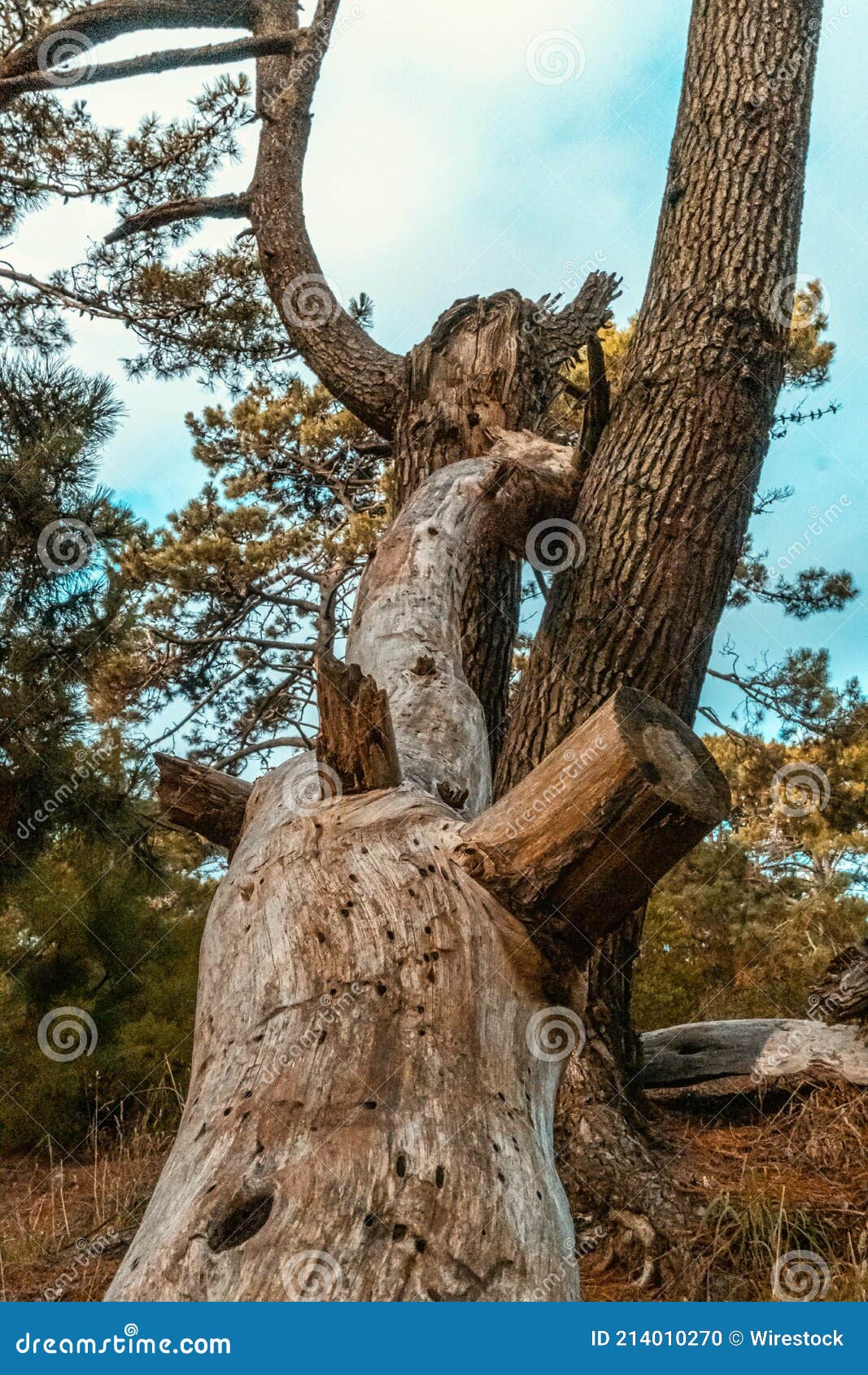 Big Old Thick Tree Trunk Of Platycladus Orientalis, Also Known As ...