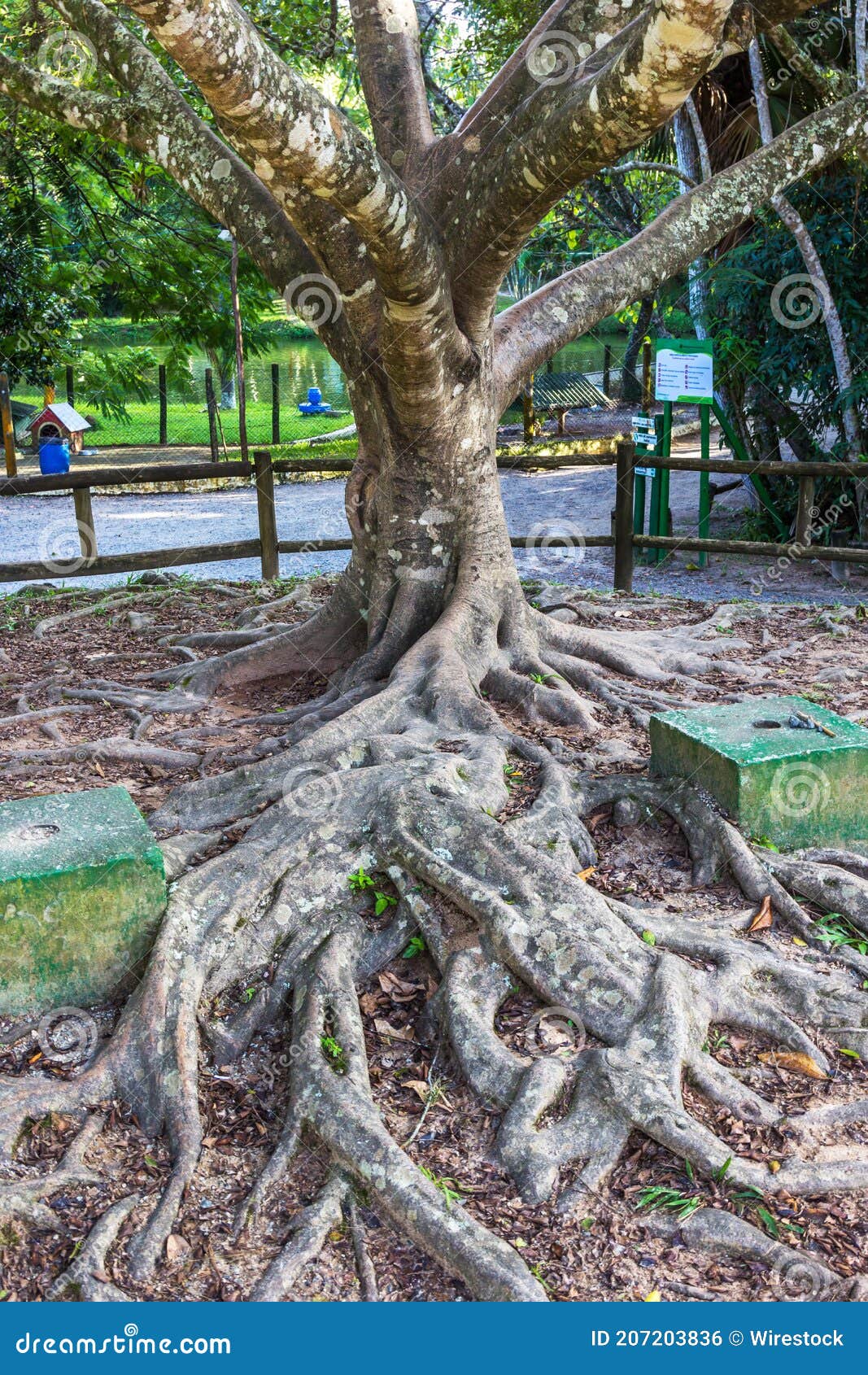Vertical Shot of an Old Tree with Exposed Roo Stock Photo - Image of ...