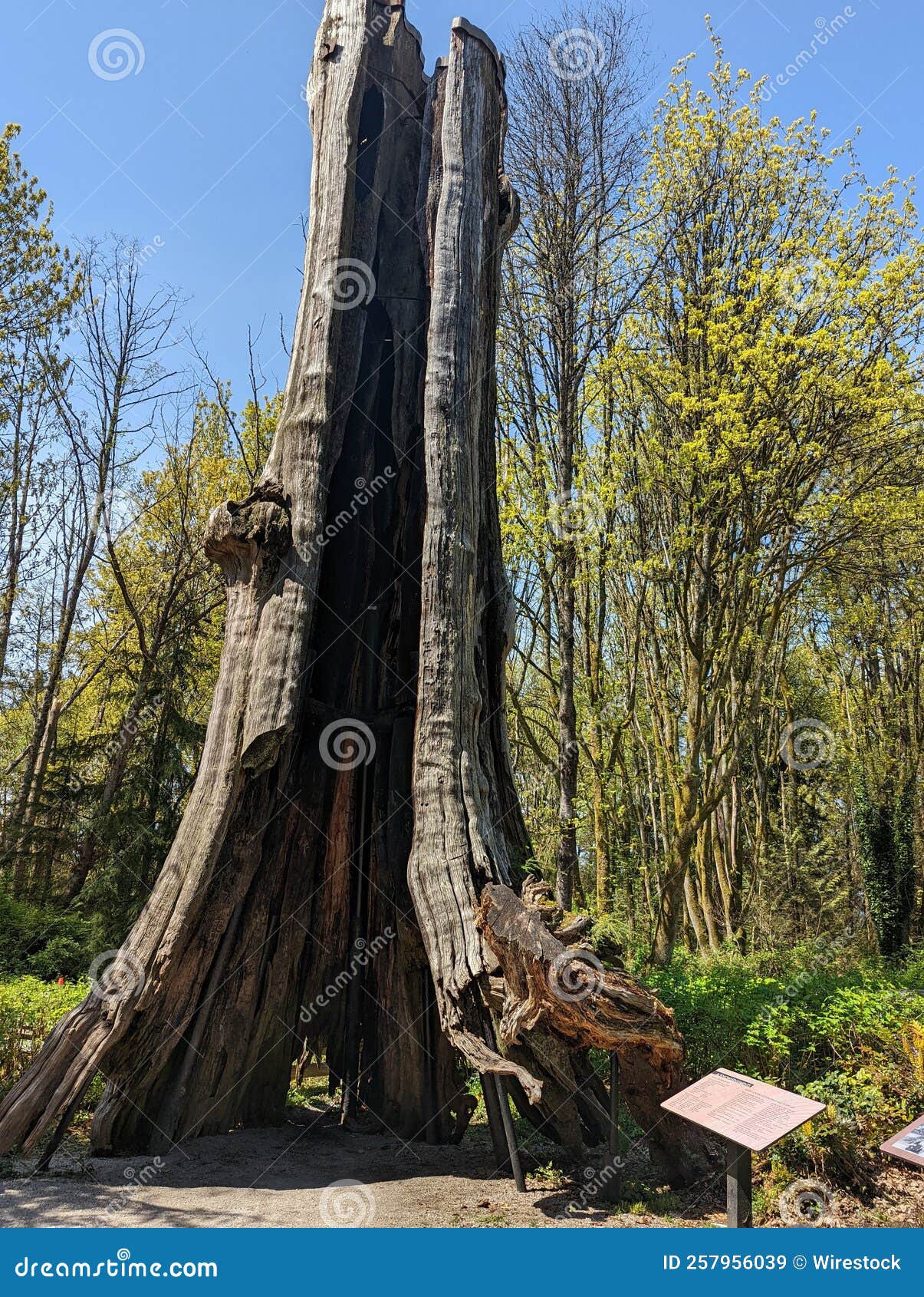 Vertical Shot of an Old Tree Log in a Green Park Stock Image - Image of ...