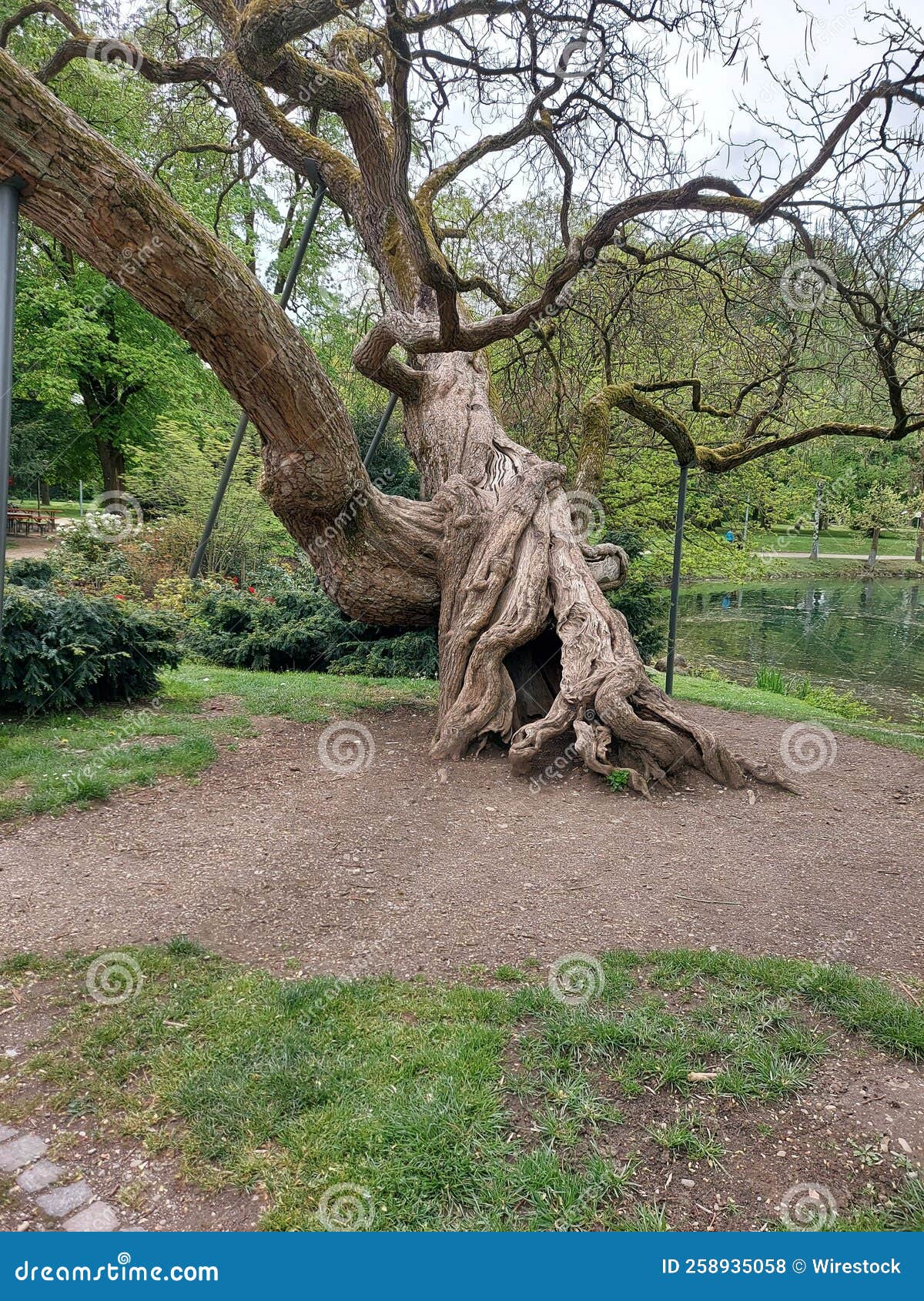 Vertical Shot of an Old Tree with Roots in the Park Stock Photo - Image ...