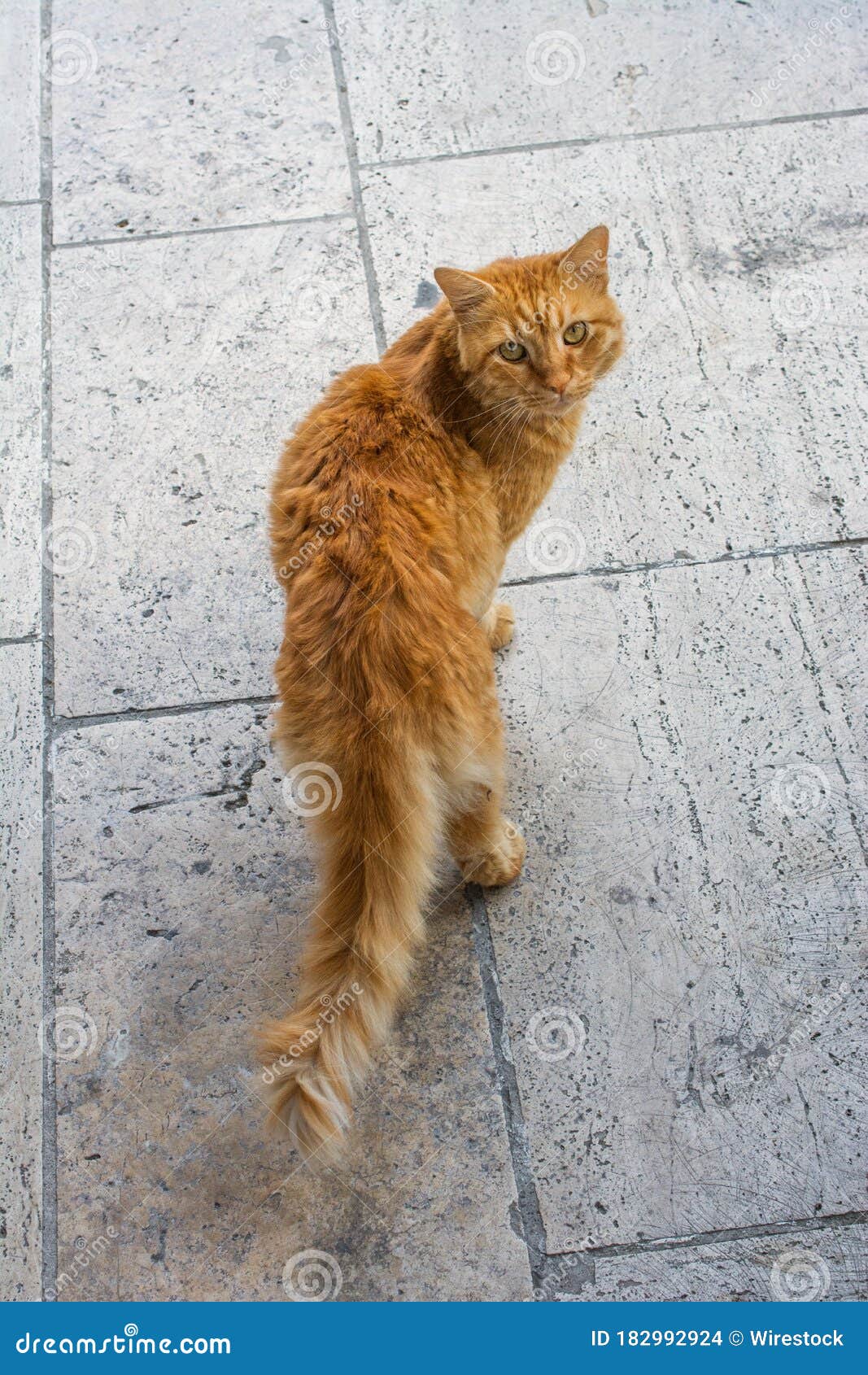 Vertical Shot of an Orange Cat Looking Back at the Camera while Walking ...