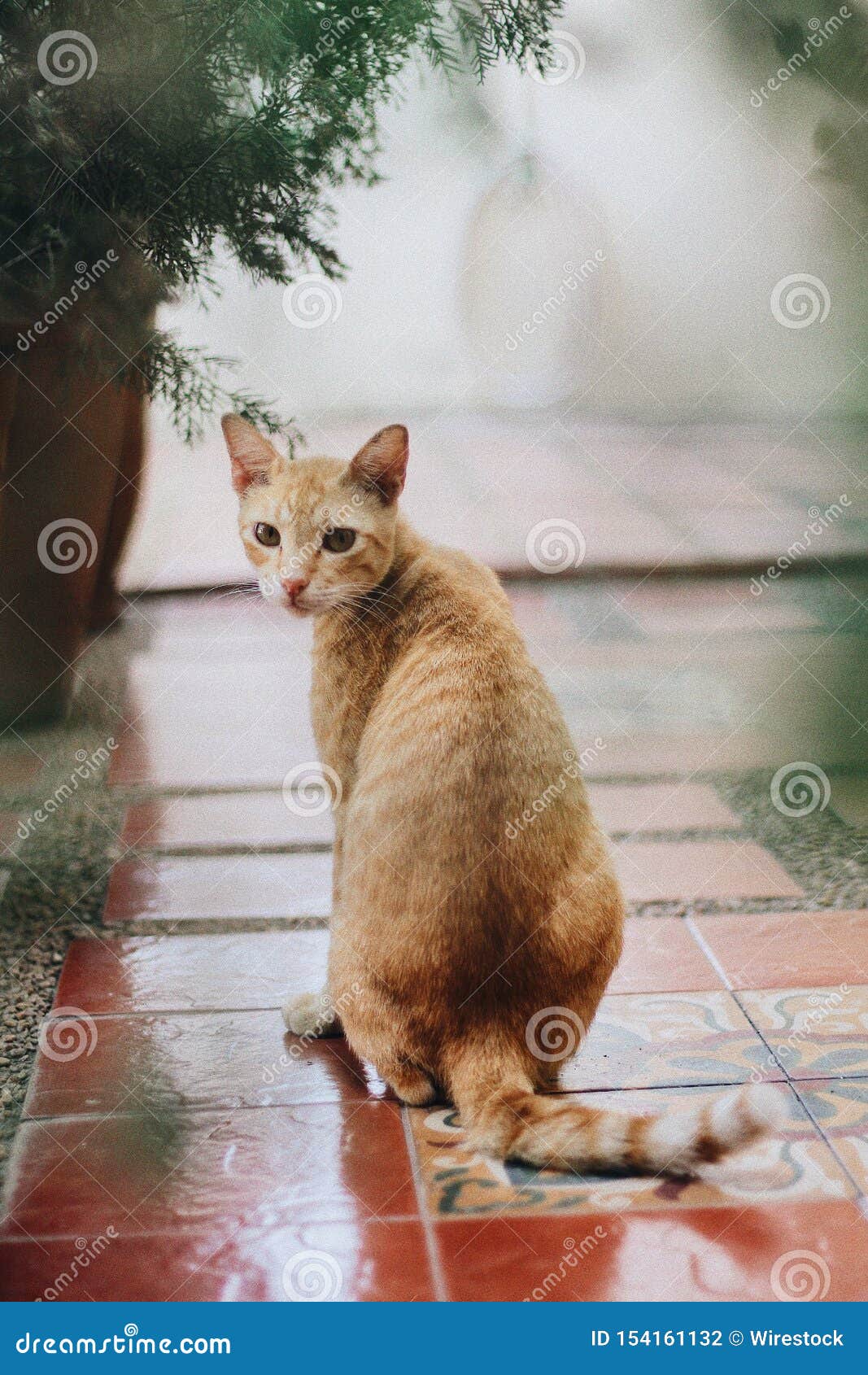 Vertical Shot of an Orange Cat Sitting and Looking Back at the Camera ...