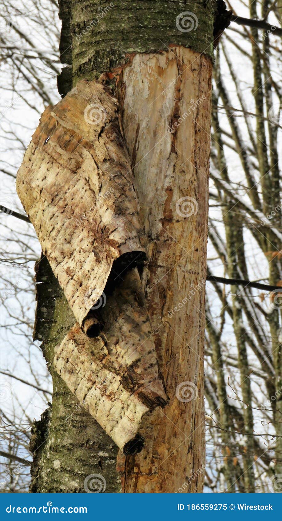 Vertical Shot of the Outer Layer of a Tree Peeling Off of the Bark ...