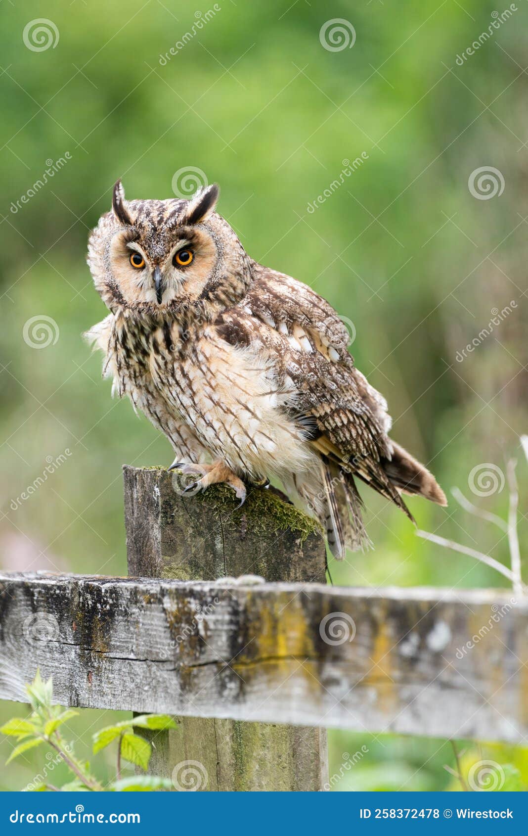 Vertical Shot of an Owl on a Fence Stock Photo - Image of natural ...