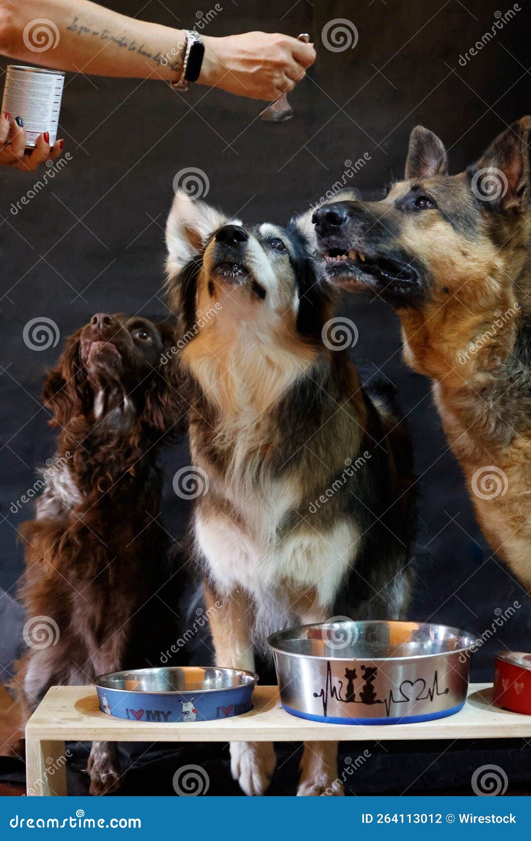 Vertical Shot of the Owner Feeding the Cute Boykin Spaniel, Australian ...