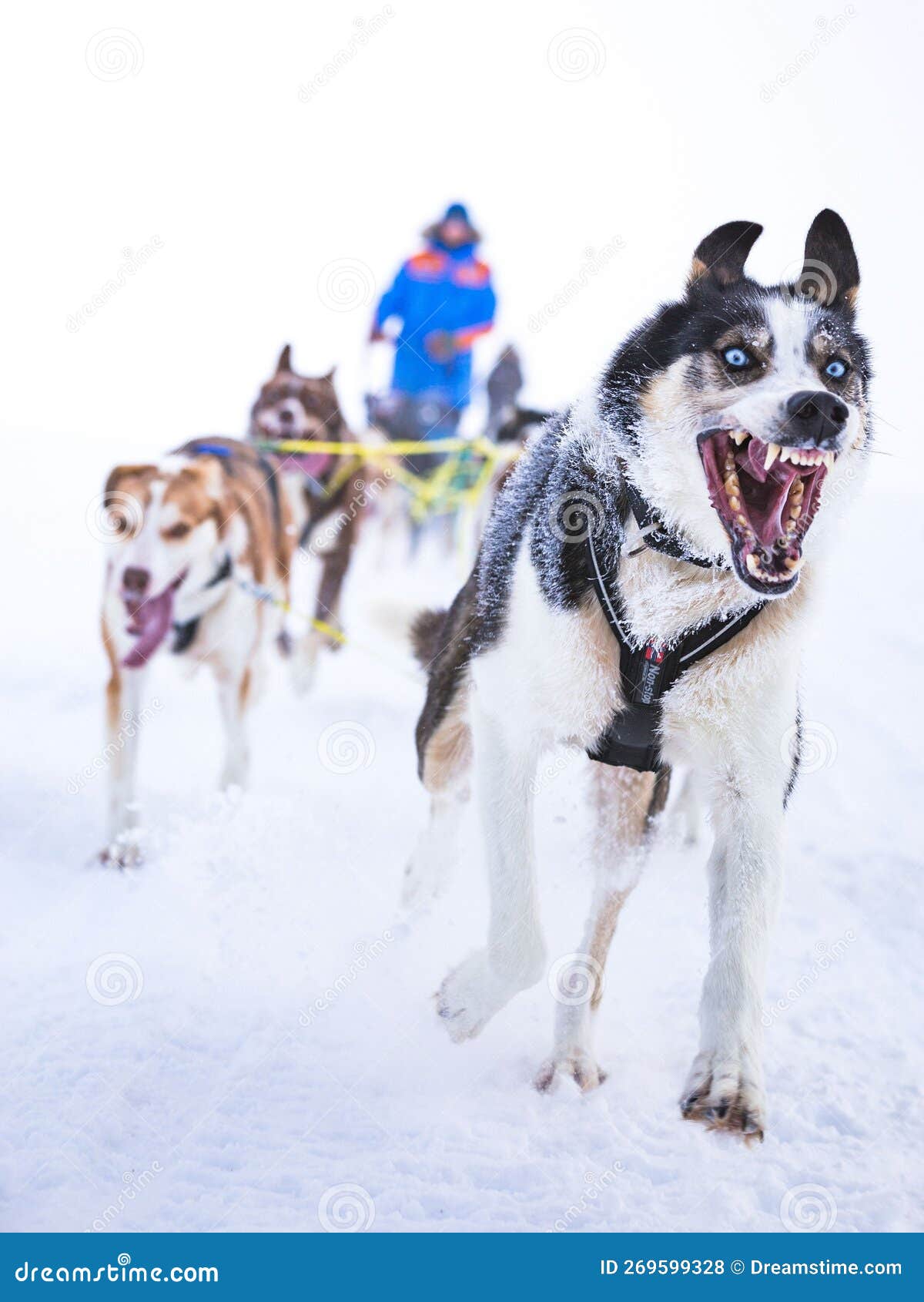 Vertical Shot of a Pack of Sled Dogs Pulling a Sled on a Snowy ...