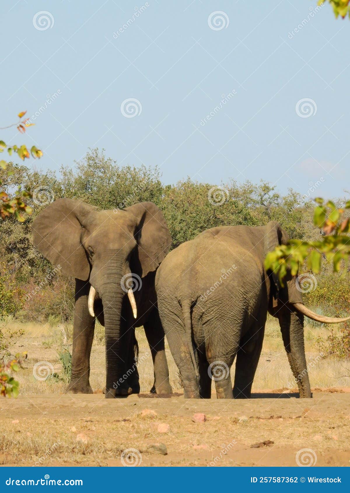 Vertical Shot of a Pair of Elephants Outdoors Stock Photo - Image of ...