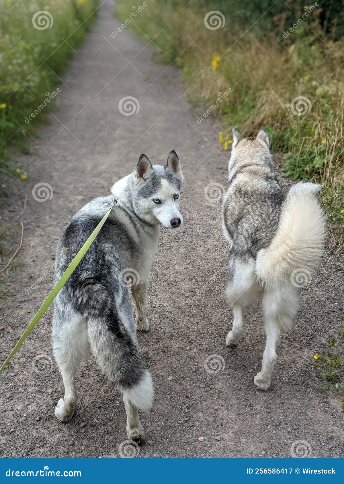 Vertical Shot of a Pair of Siberian Huskies on a Walk Stock Image ...