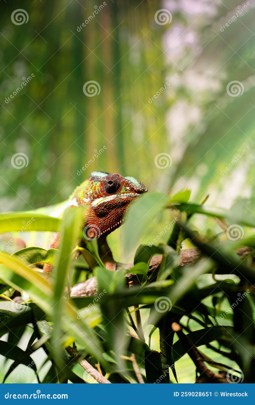 Vertical Shot of the Panther Chameleon Stock Image - Image of creature ...