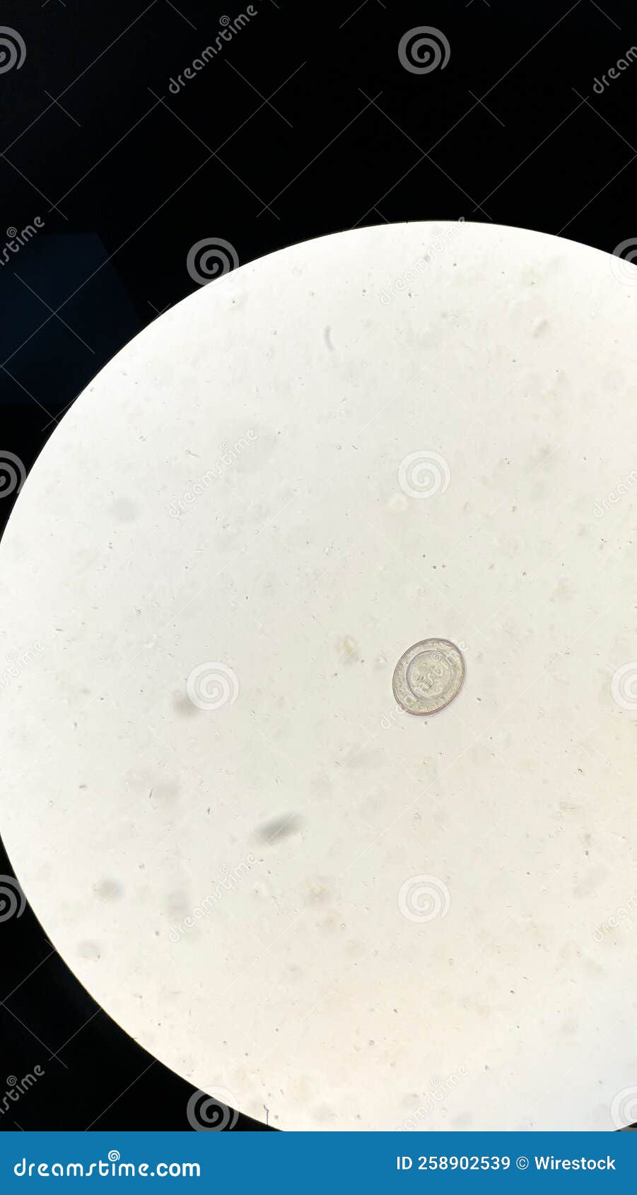 Vertical Shot of a Parasite Stock Image - Image of animal, parasite ...