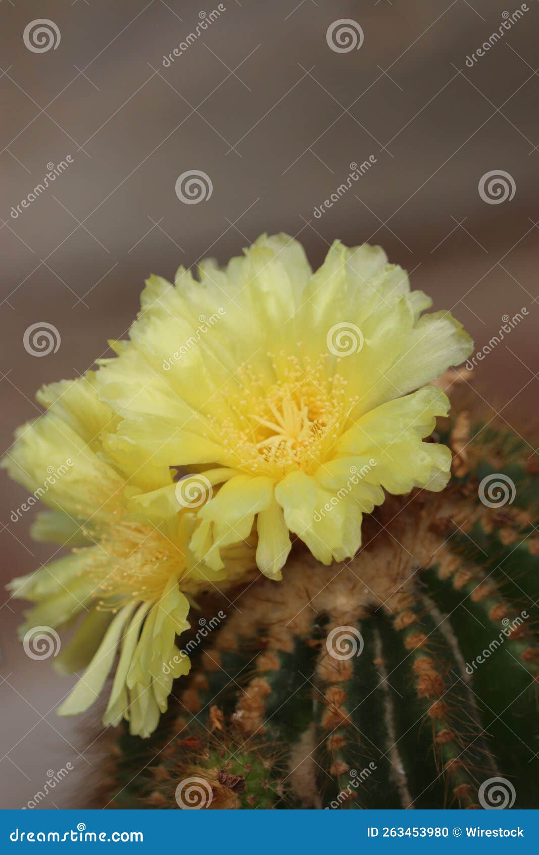 Vertical Shot of a Parodia Magnifica Yellow Flowers Stock Photo - Image ...
