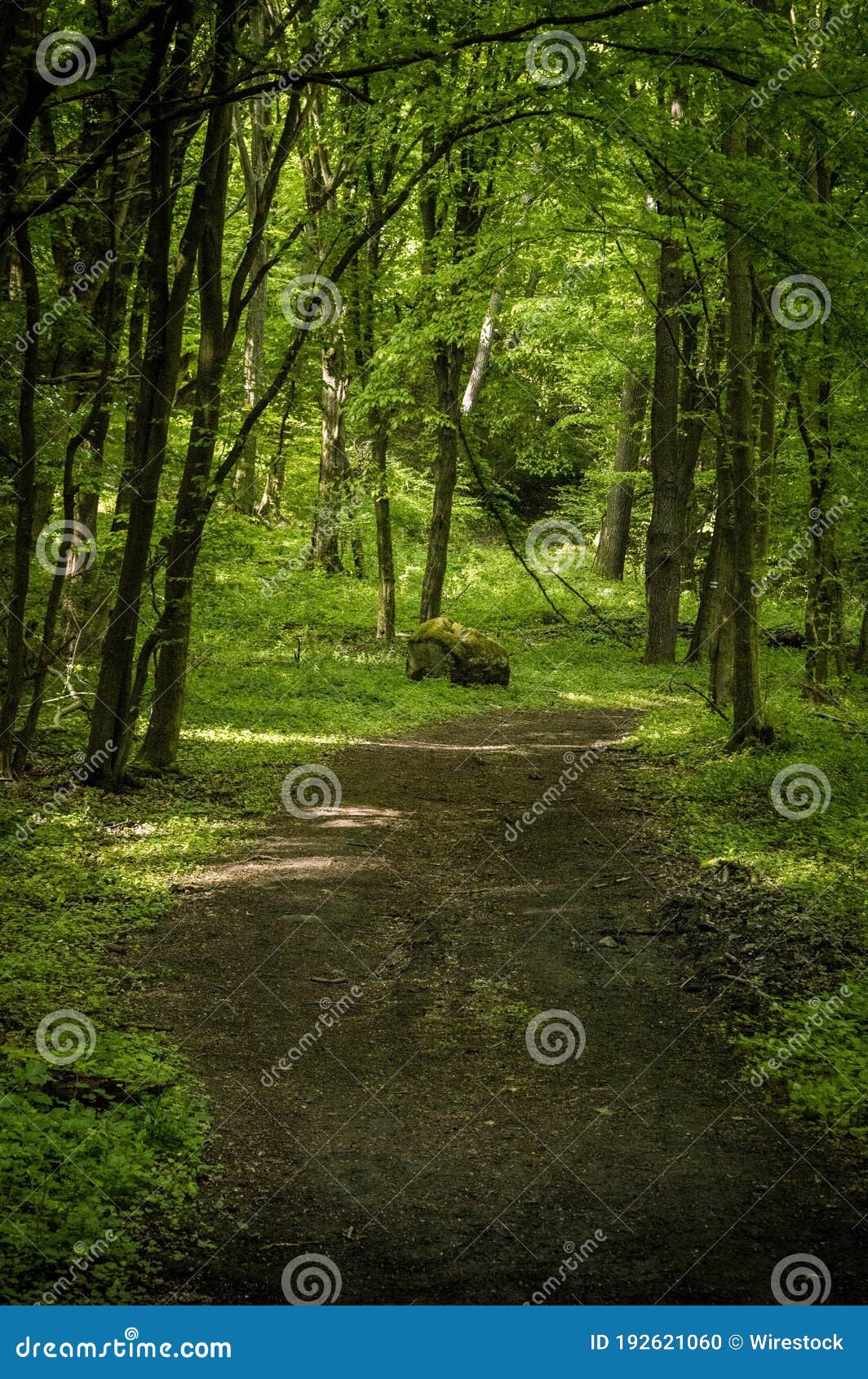 Vertical Shot of a Path in a Green Forest Stock Photo - Image of green ...