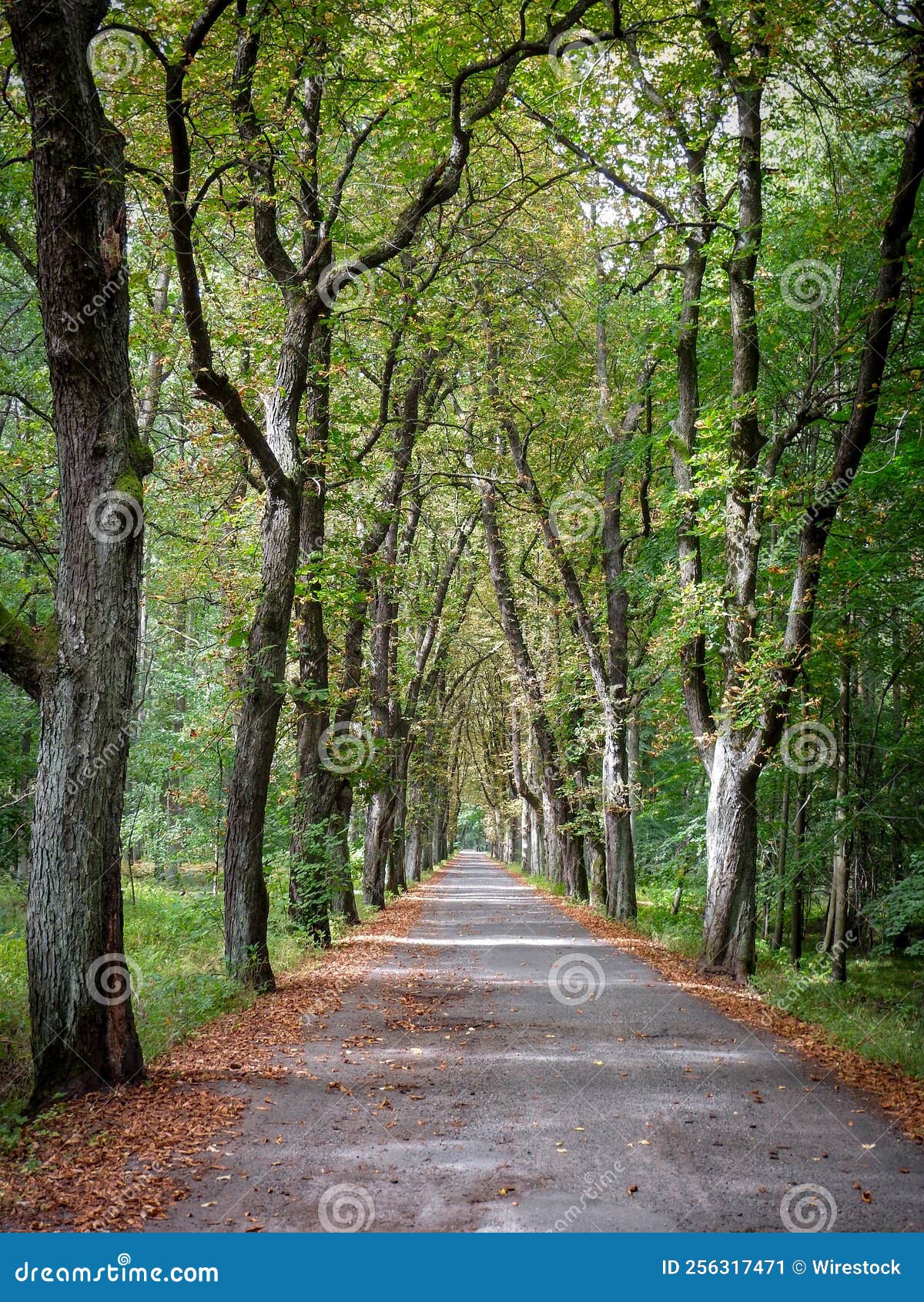Vertical Shot of a Path Surrounded by Trees and Vegetation Stock Image ...