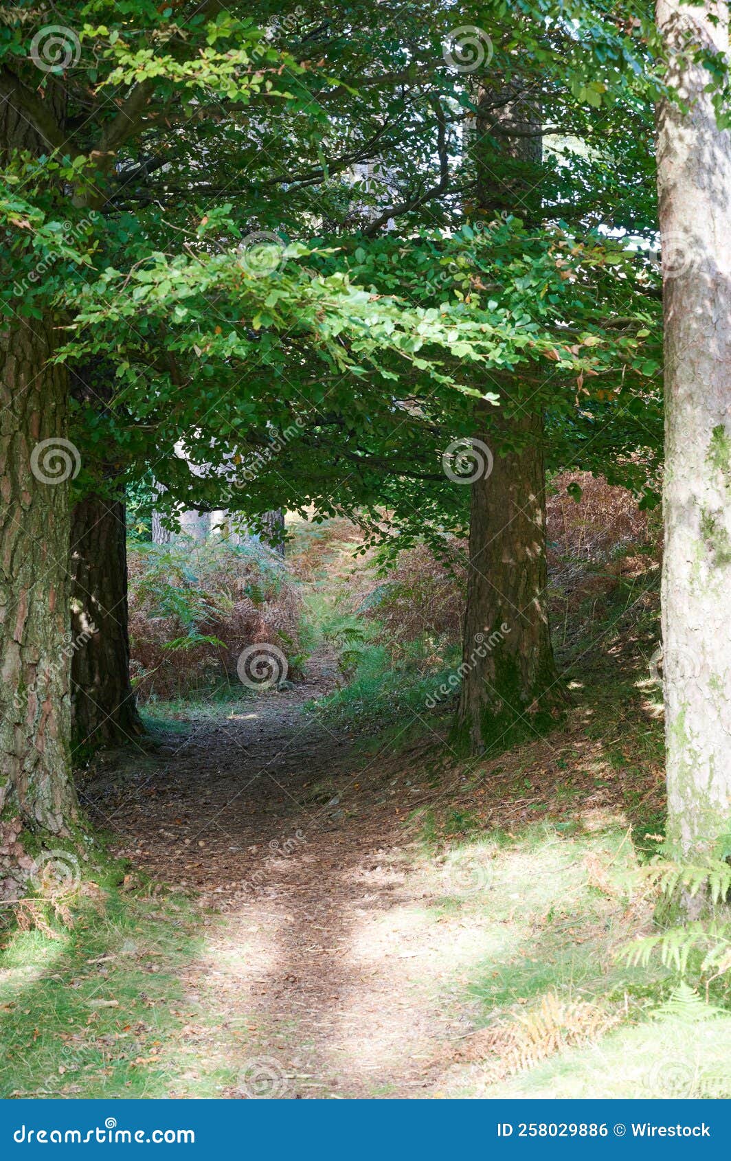 Vertical Shot of a Path through the Trees Alongside Nether Beck in ...