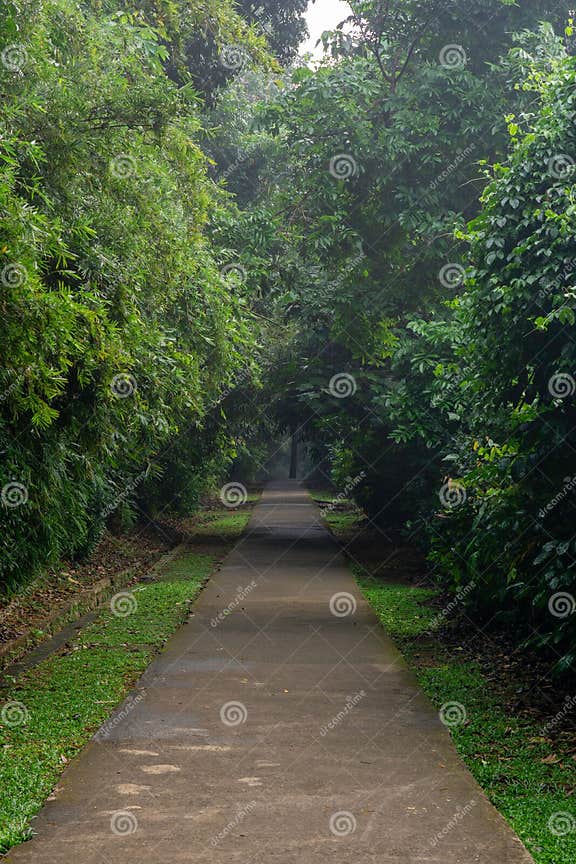 Vertical Shot of a Path through Trees in the Forest Stock Image - Image ...