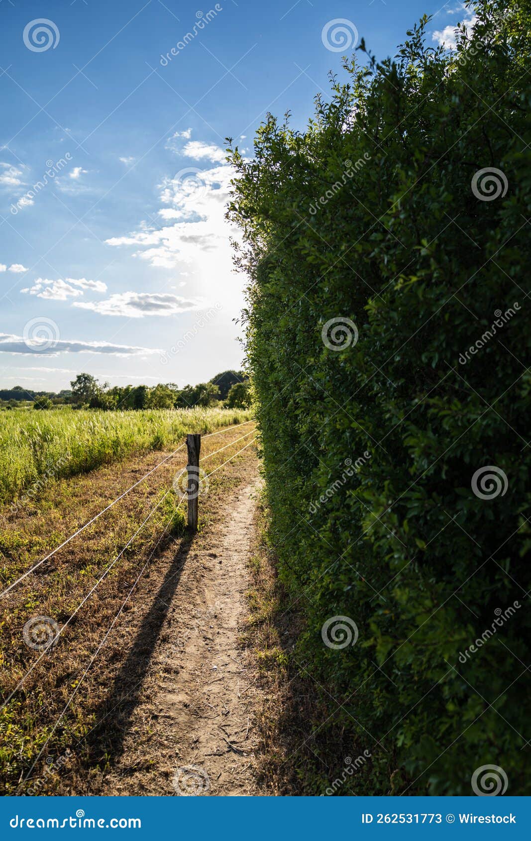 Vertical Shot of a Pathway in an Agricultural Field Surrounded by ...