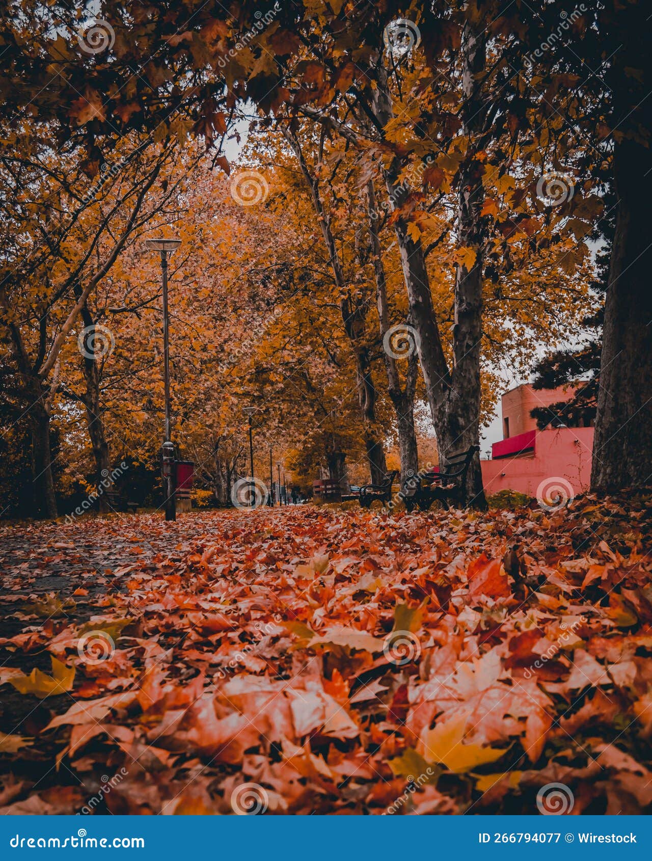 Vertical Shot of a Pathway with Autumn Leaves on the Ground Stock Image ...