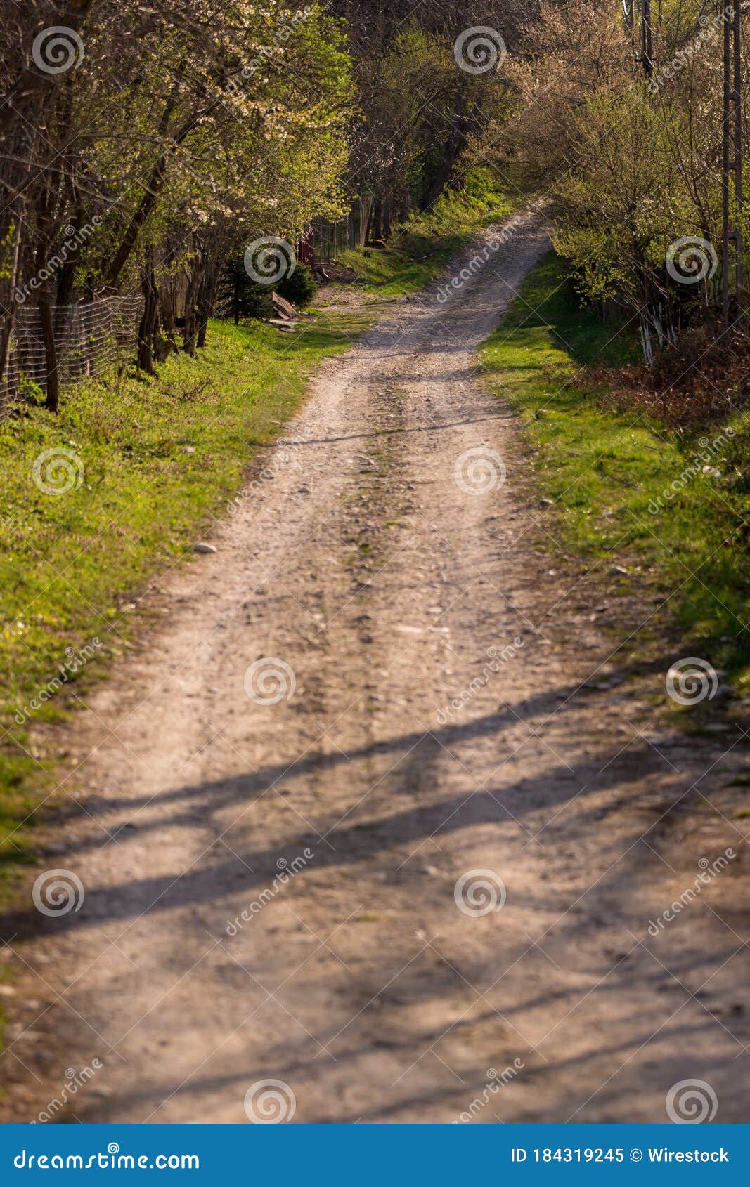 Vertical Shot of a Pathway with Both Sides Surrounded with Trees Stock ...