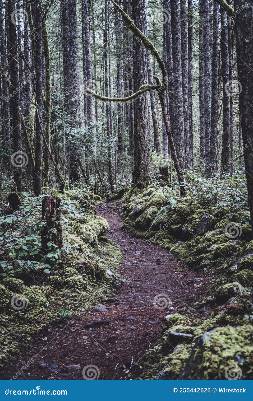 Vertical Shot of a Pathway in the Dark Forest. Stock Photo - Image of ...