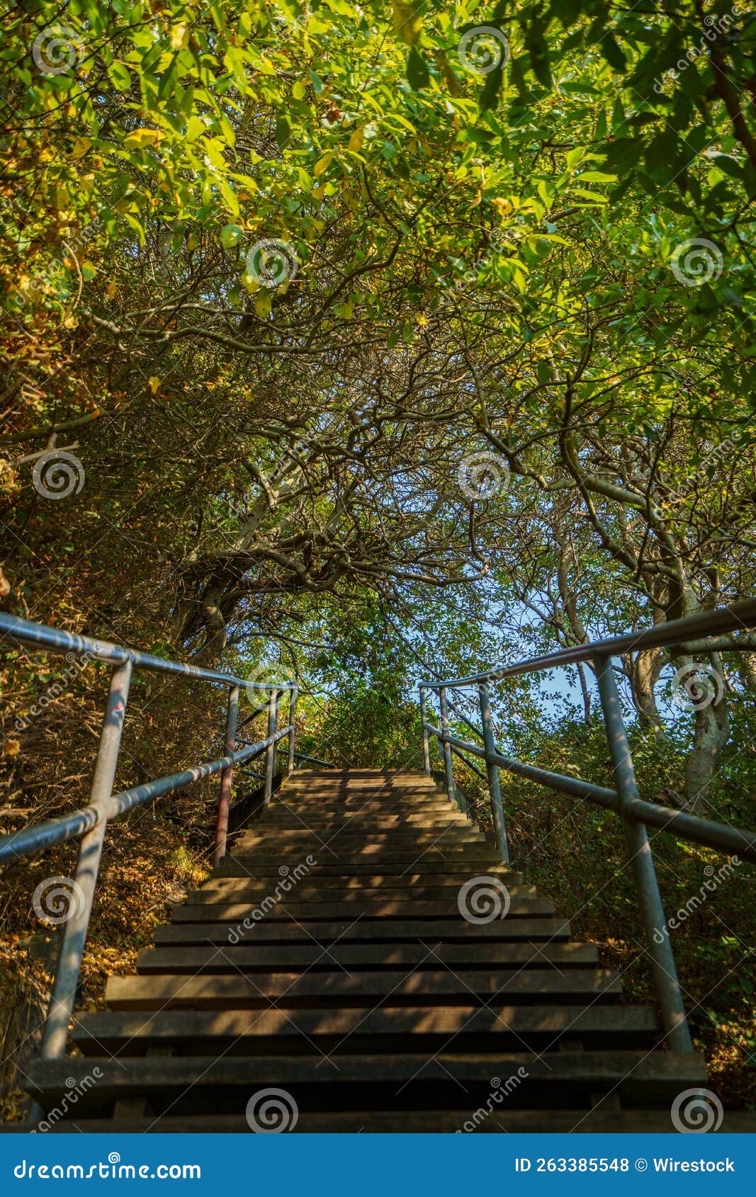 Vertical Shot of a Pathway in a Forest Stock Photo - Image of road ...