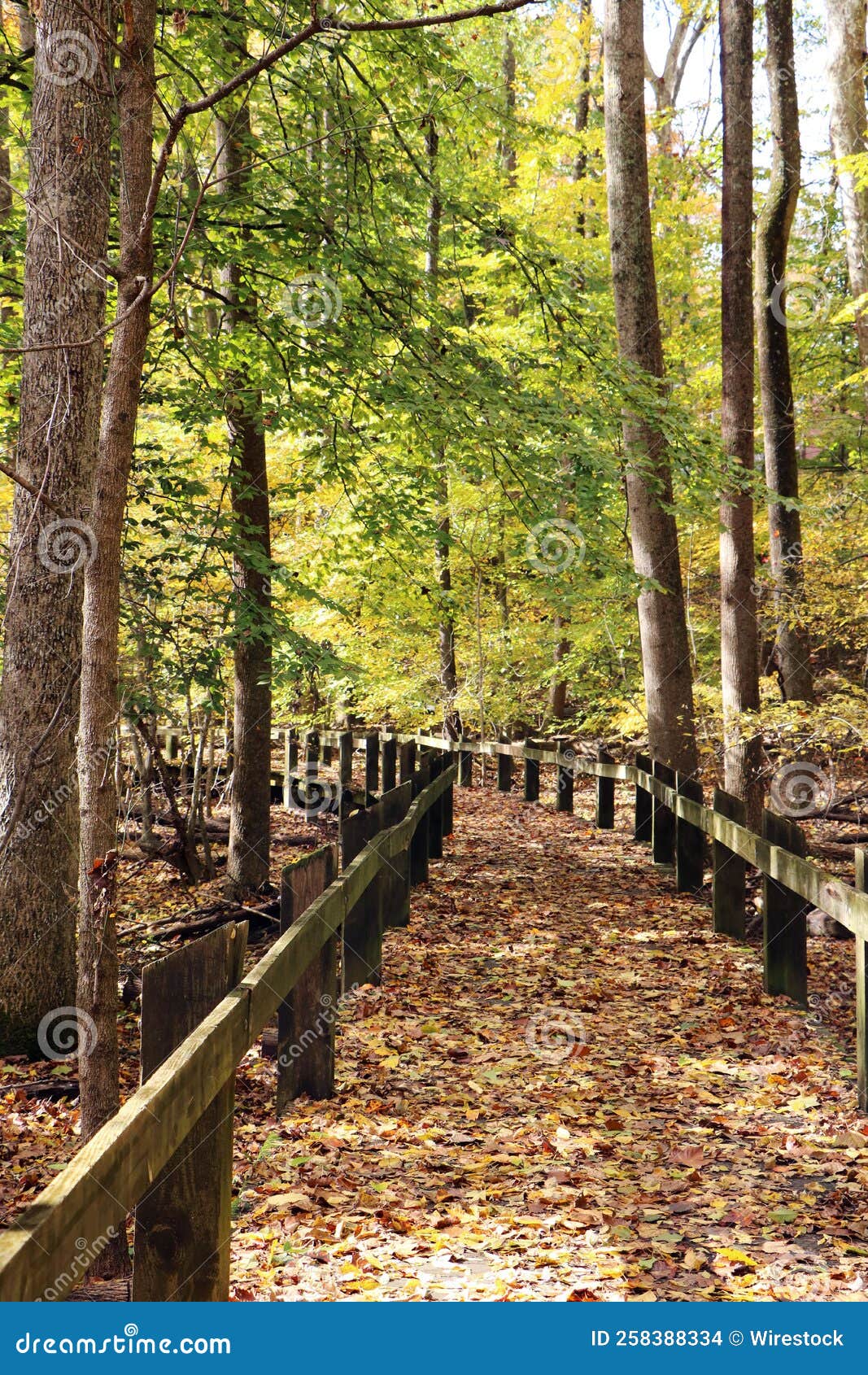 Vertical Shot of a Pathway in a Forest Surrounded by Tall Lush Trees in ...