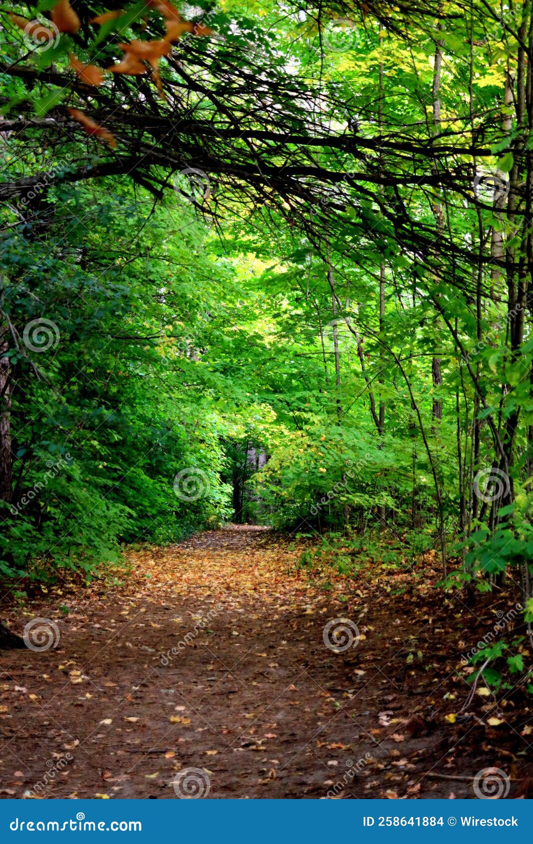 Vertical Shot of a Pathway in Forest Stock Photo - Image of view ...