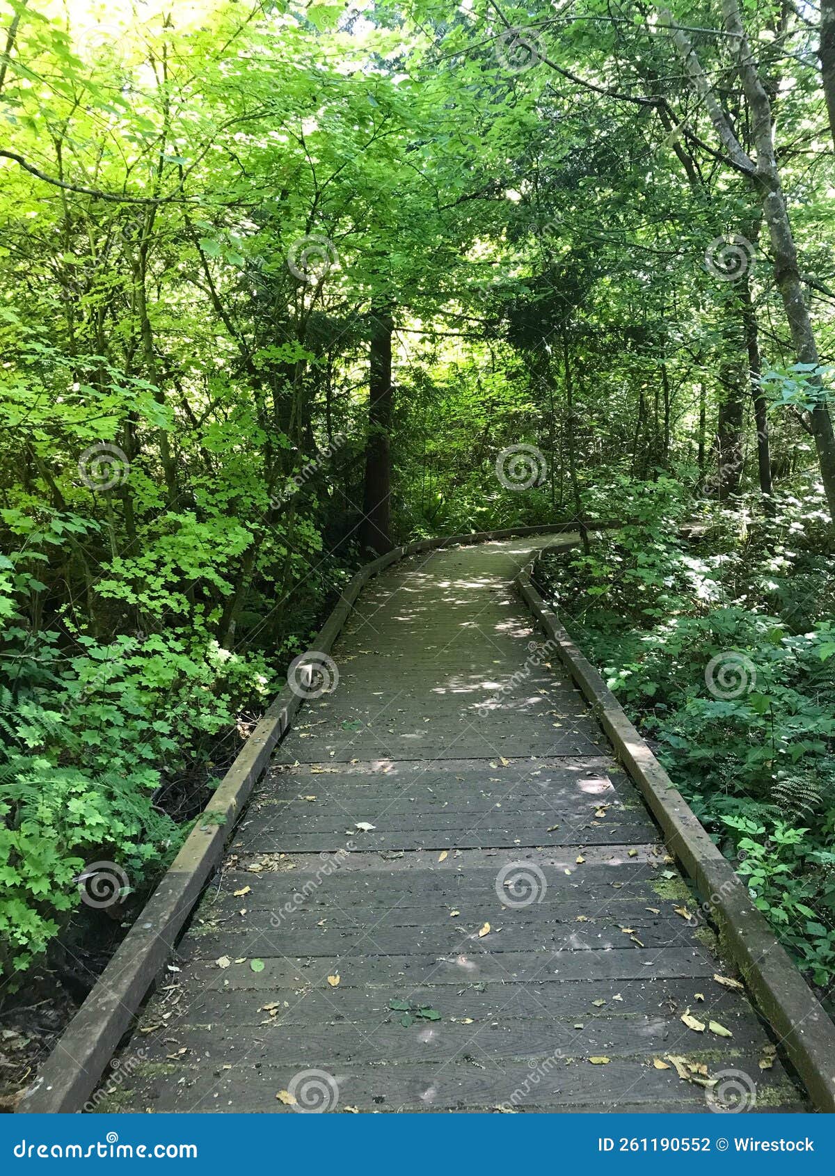Vertical Shot of a Pathway through a Green Park Stock Photo - Image of ...